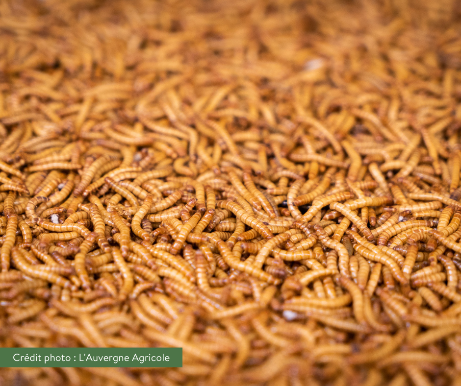 Invers inaugure son couvoir d’insectes de 4000m² - La Ferme Digitale