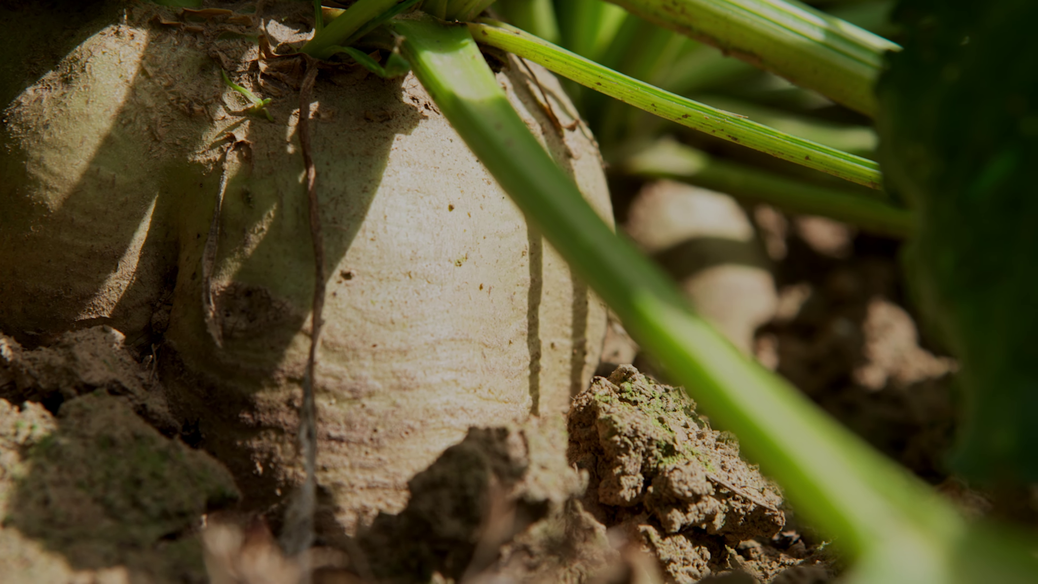 Agriodor et Syngenta France : les premiers épandages d’INSIOR® GR A